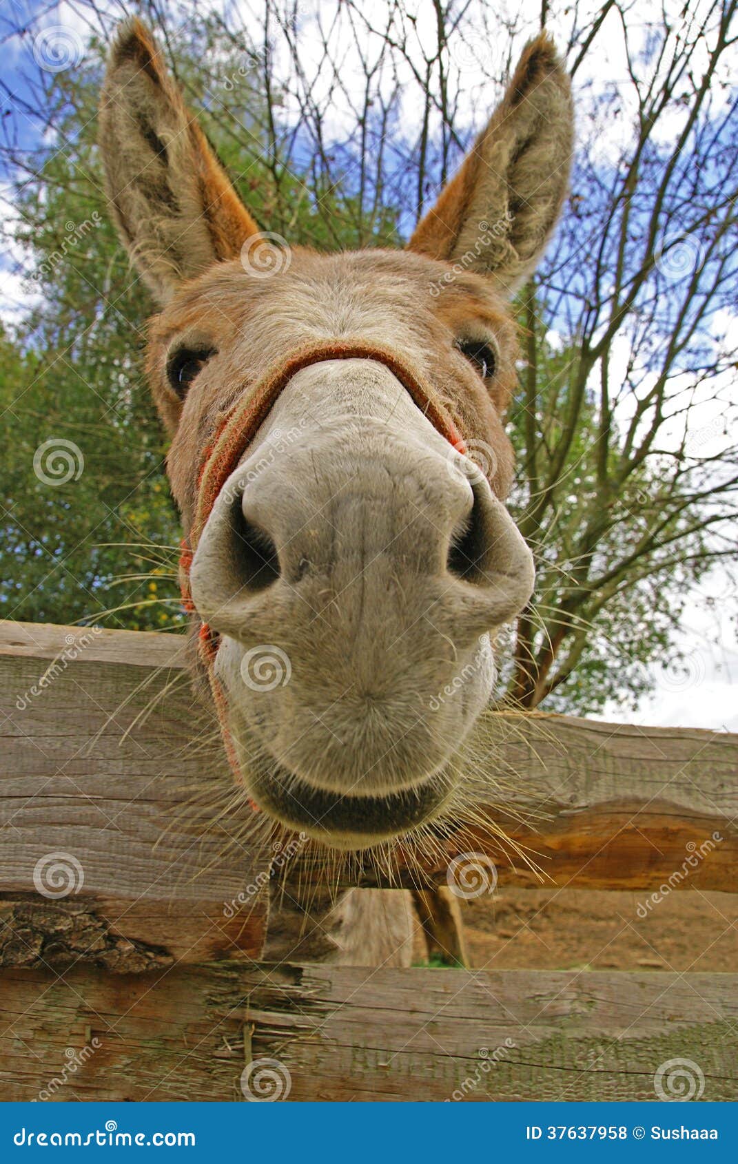 Funny donkey portrait stock photo. Image of young, crazy - 37637958
