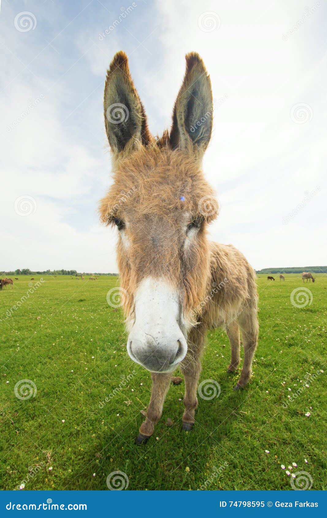Funny donkey stock image. Image of agriculture, countryside - 74798595