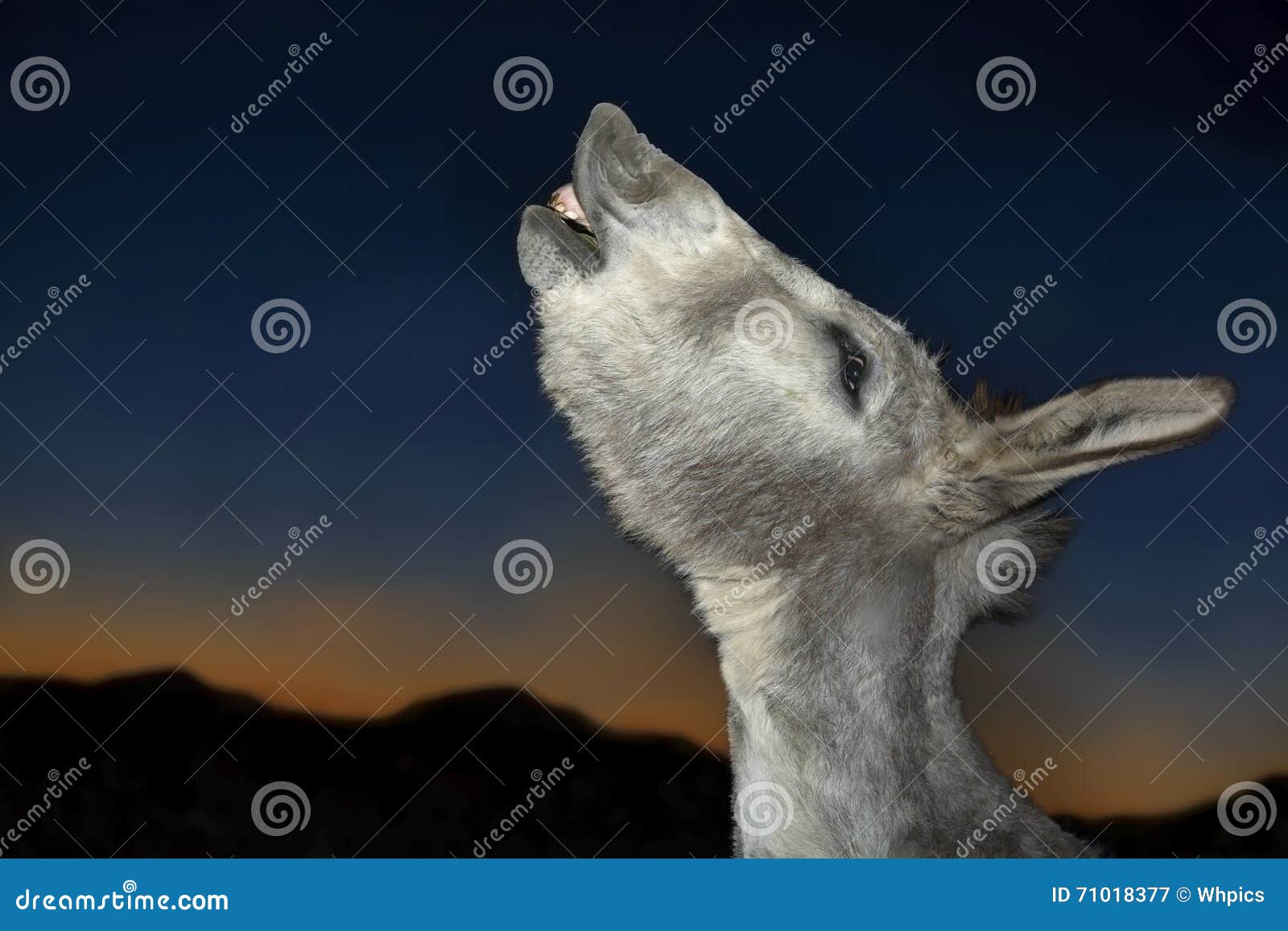Funny Donkey Singing a Sunset Stock Image - Image of sunset, large ...