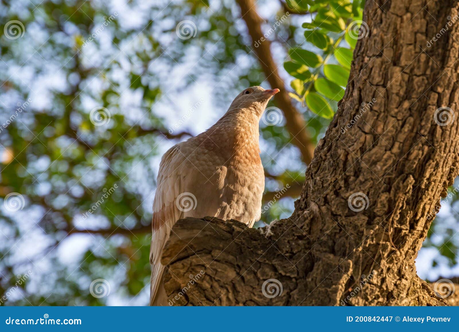 Funny Dove Sits on a Tree Surrounded by Green Foliage Stock Image ...