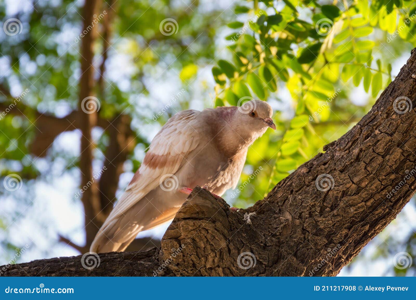 Funny Dove Sits on a Tree Surrounded by Green Foliage Stock Photo ...