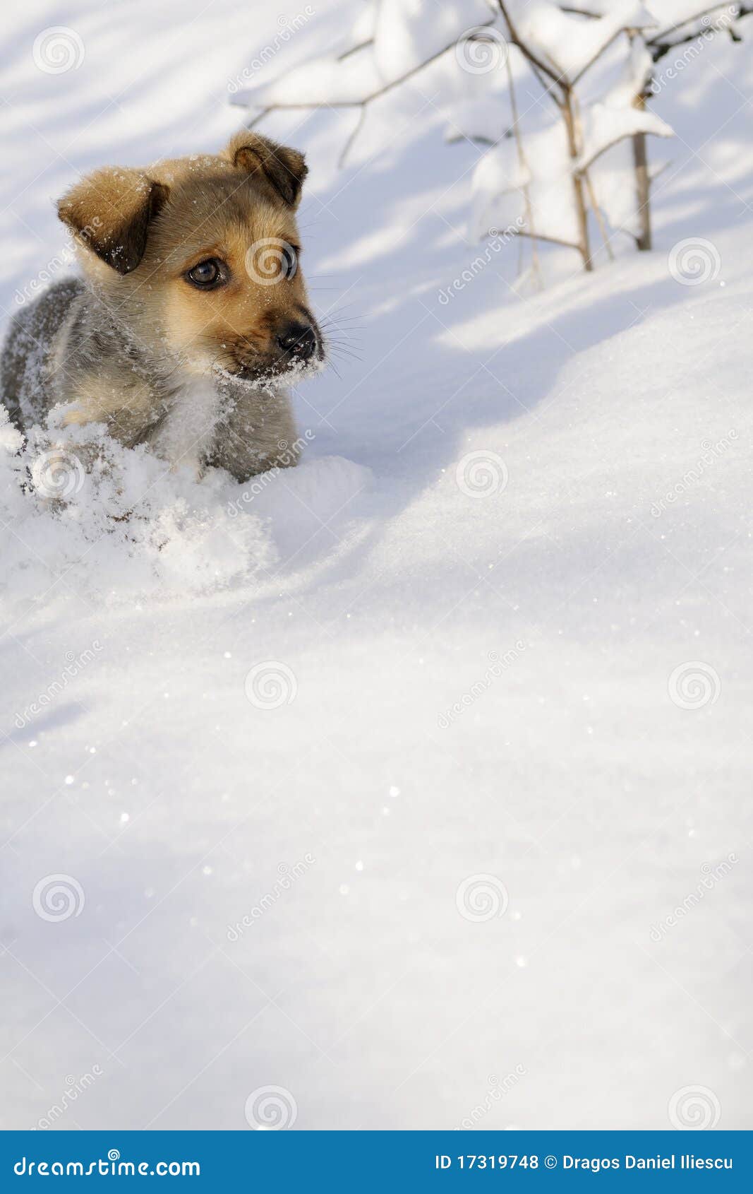 Funny doy playing stock photo. Image of nature, running - 17319748