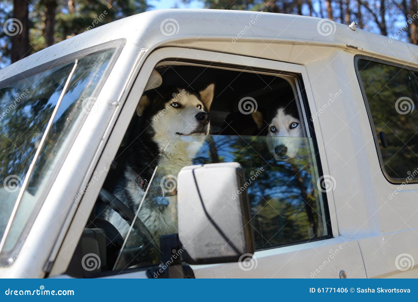 Funny Driver - the Dog Behind the Wheel Stock Photo - Image of male ...