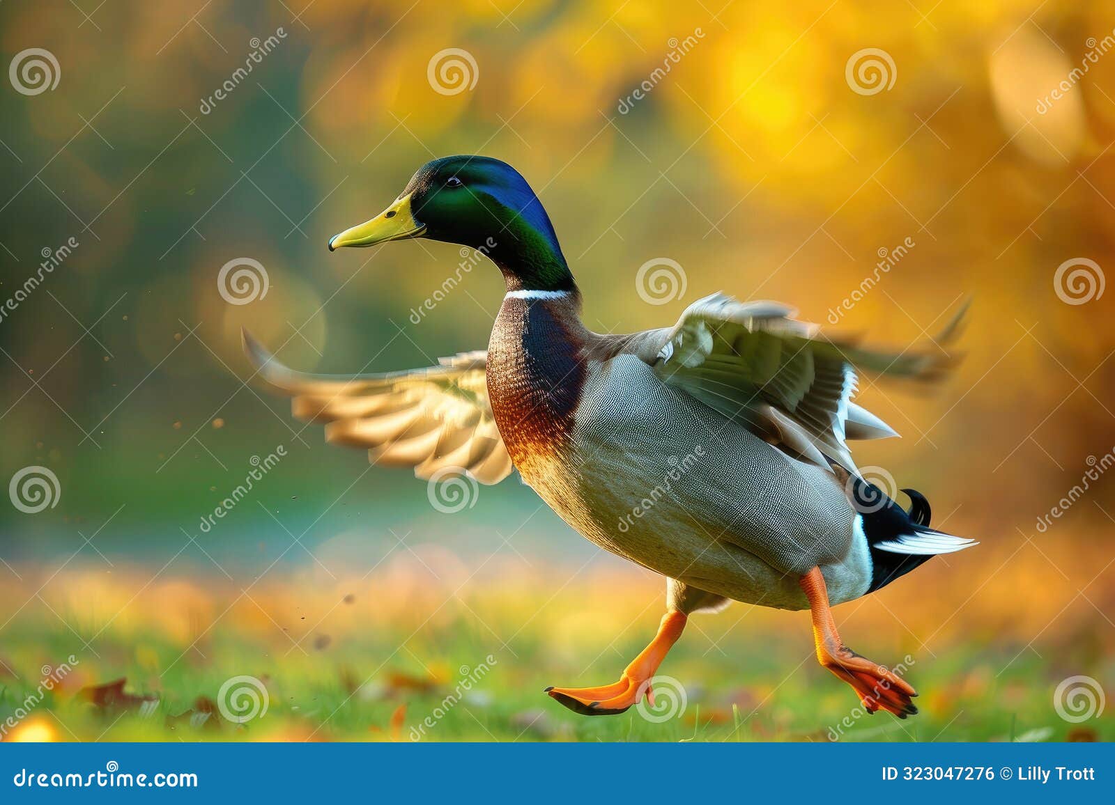 Funny Duck Running in the Garden or the Park, Flapping Its Wings ...