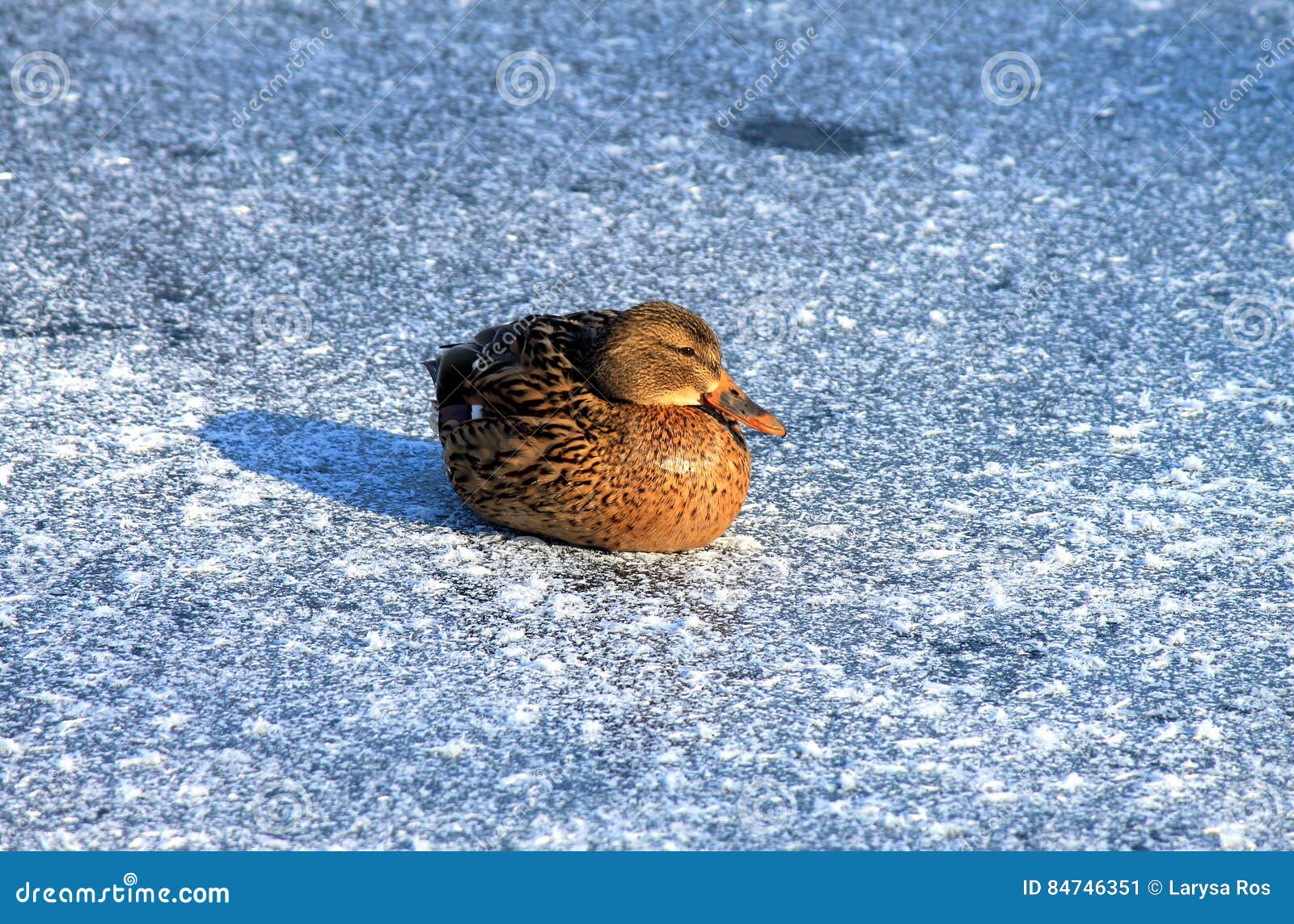 Funny Duck Sitting on the Ice in Winter Stock Image - Image of fauna ...