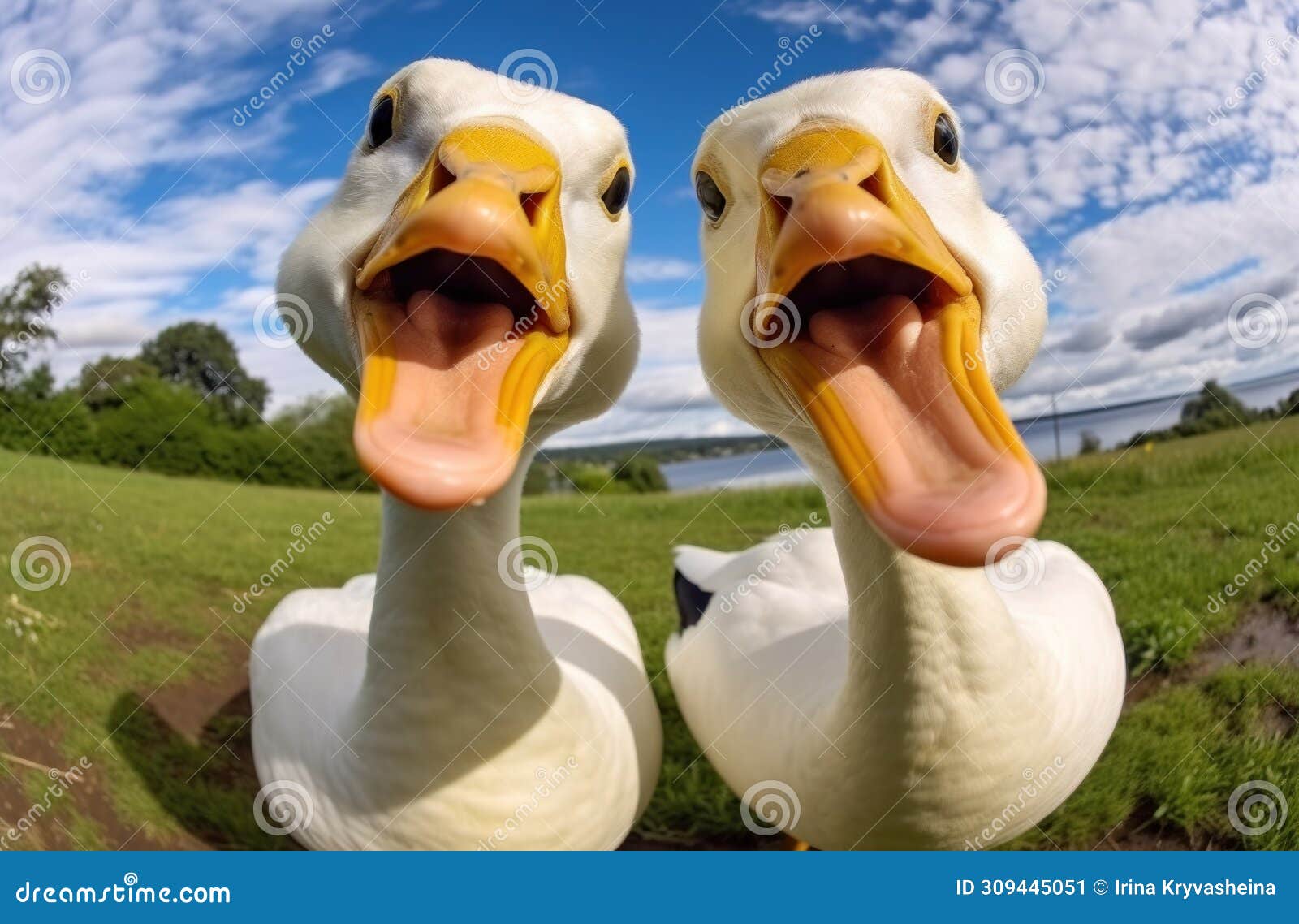 Funny ducks portrait stock image. Image of closeup, grass - 309445051