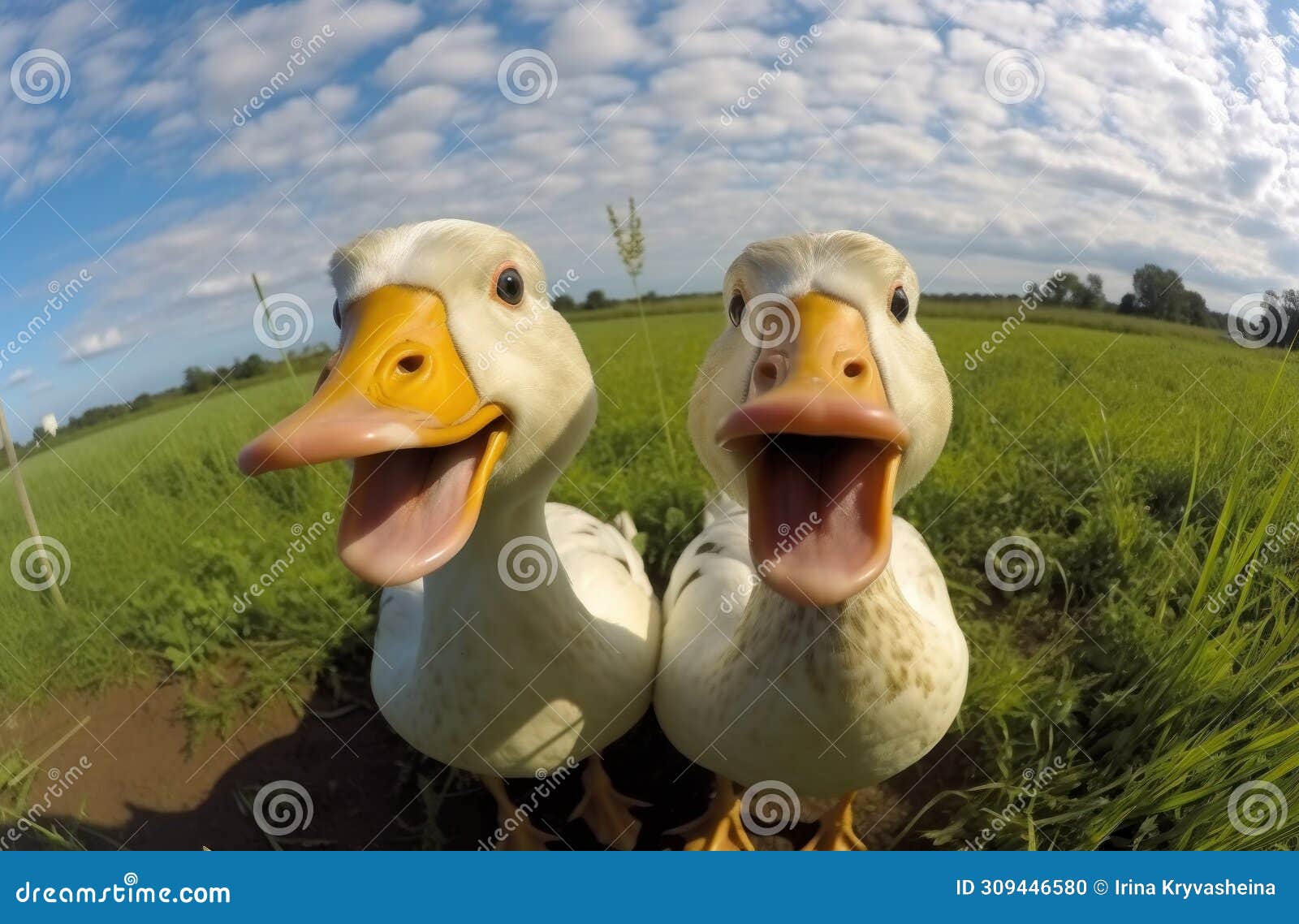 Funny ducks portrait stock photo. Image of bird, neck - 309446580