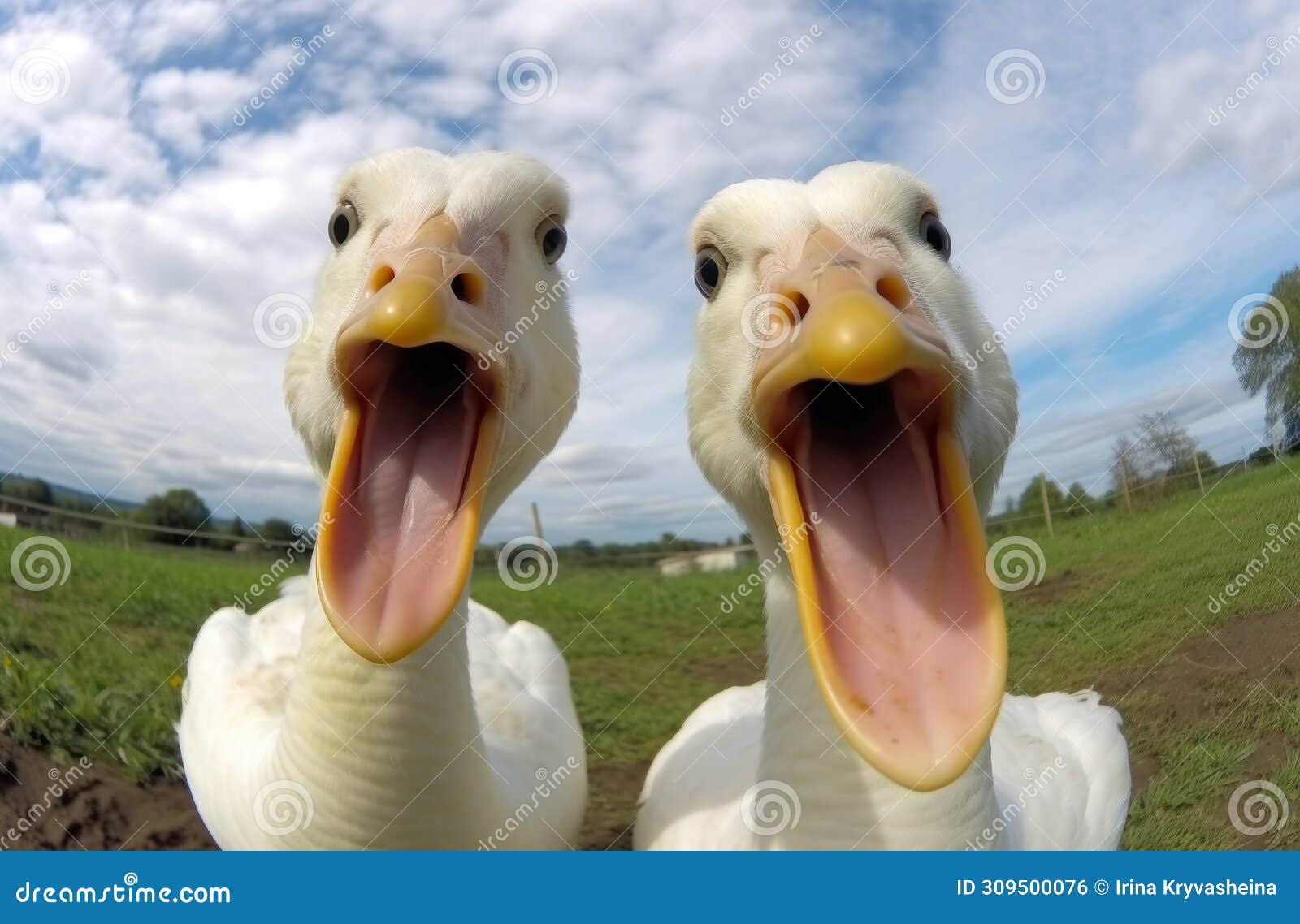 Funny ducks portrait stock photo. Image of beauty, fauna - 309500076