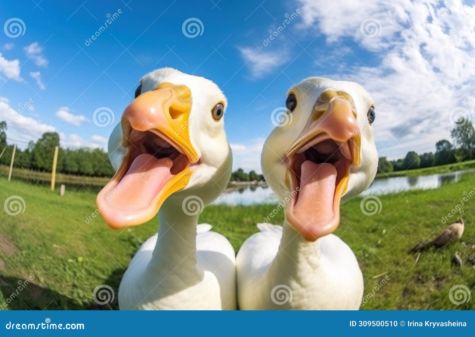 Funny ducks portrait stock photo. Image of neck, rural - 309500510