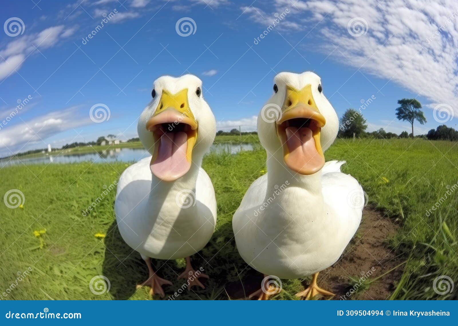 Funny ducks portrait stock photo. Image of goose, bird - 309504994