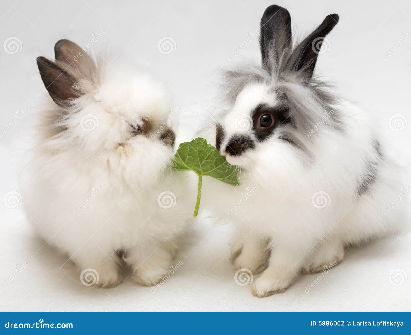 Dwarfish Rabbits Photos - Free & Royalty-Free Stock Photos from Dreamstime