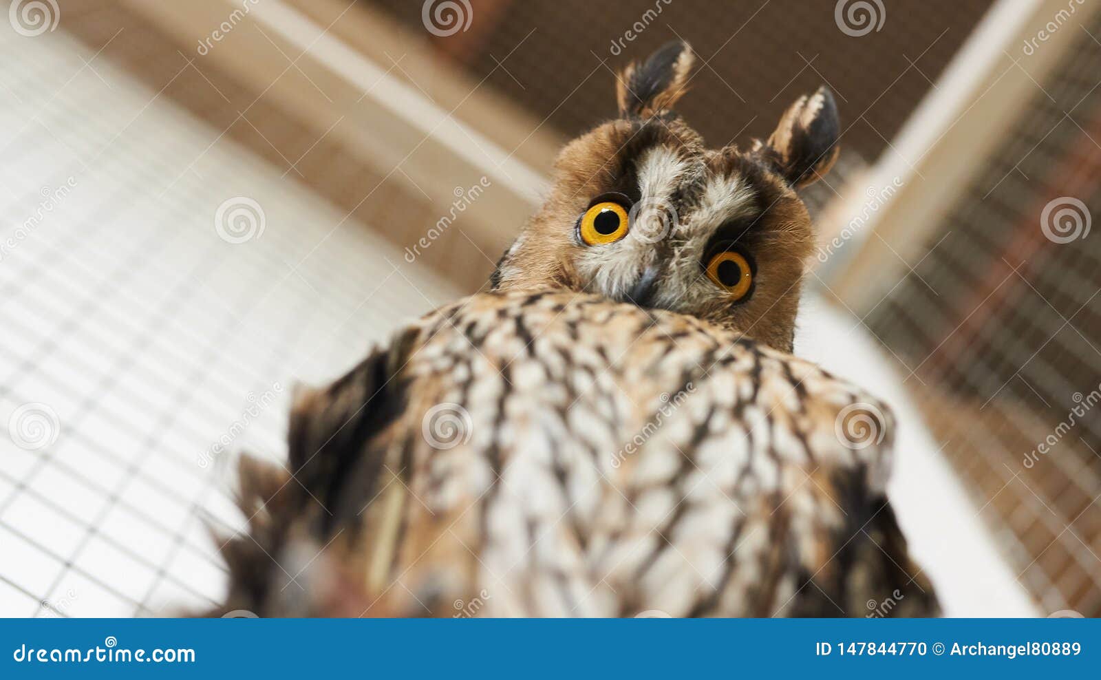 Funny Eared Owl Looking Down Stock Photo - Image of long, head: 147844770