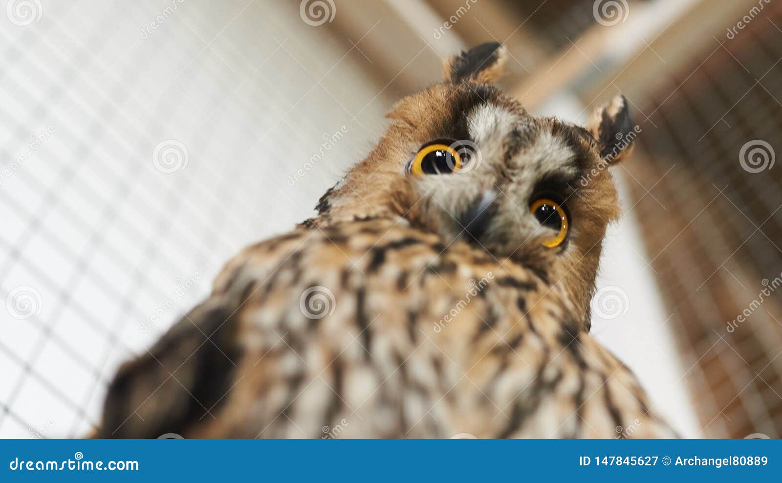 Funny Eared Owl Looking Down Stock Image - Image of cute, birds: 147845627