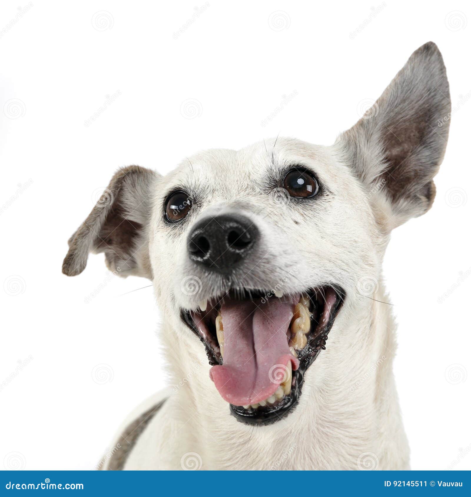 Funny Ears Mixed Breed Dog Portrait in White Studio Stock Image - Image ...