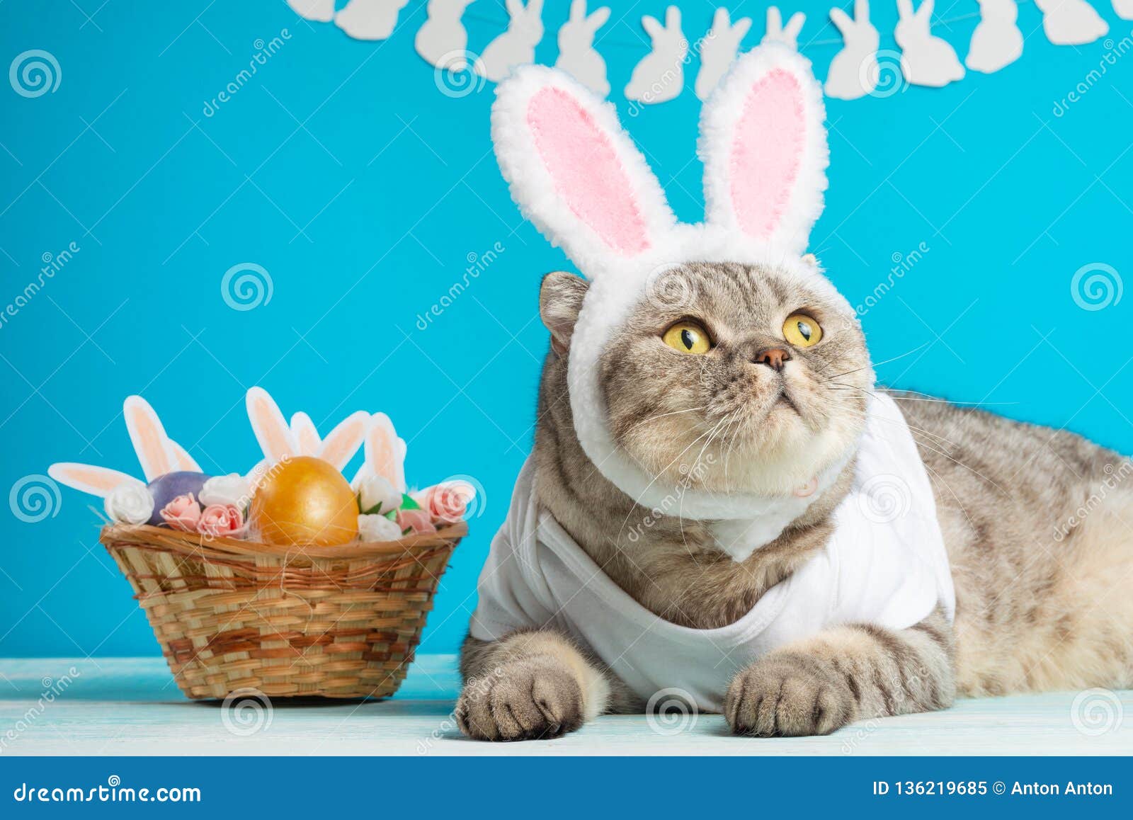 Funny Easter Bunny Cat, Cute with Ears and Easter Eggs. Easter ...