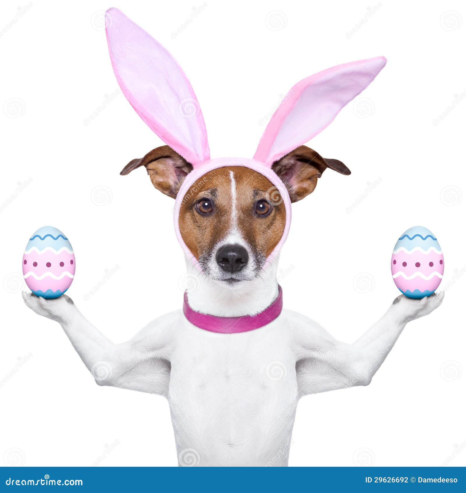 Funny easter dog stock photo. Image of jack, decoration - 29626692