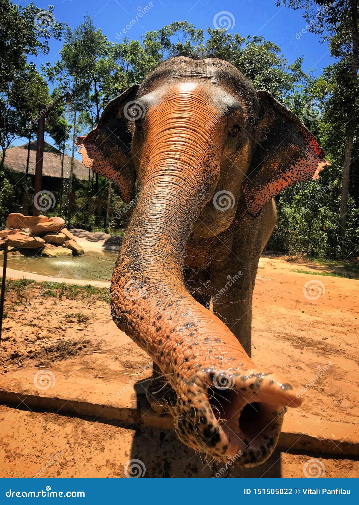Funny elephant. stock photo. Image of beautiful, closeup - 151505022