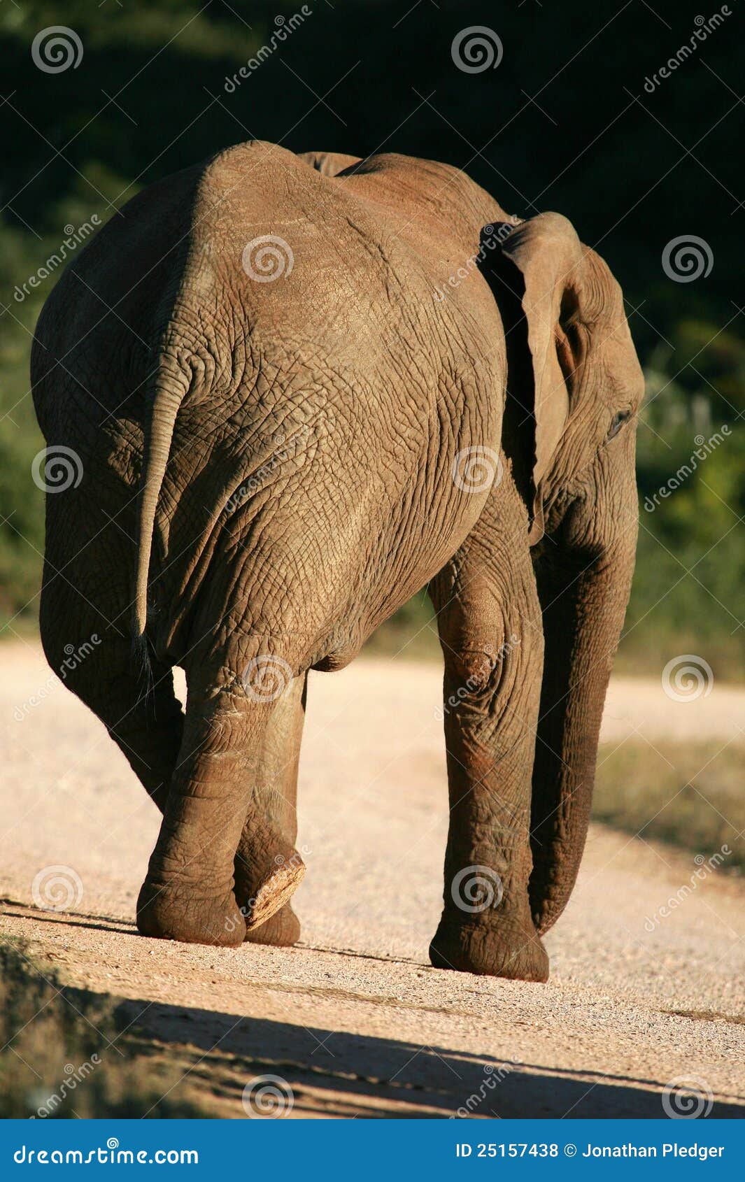 Funny Elephant picture stock photo. Image of africa, charge - 25157438