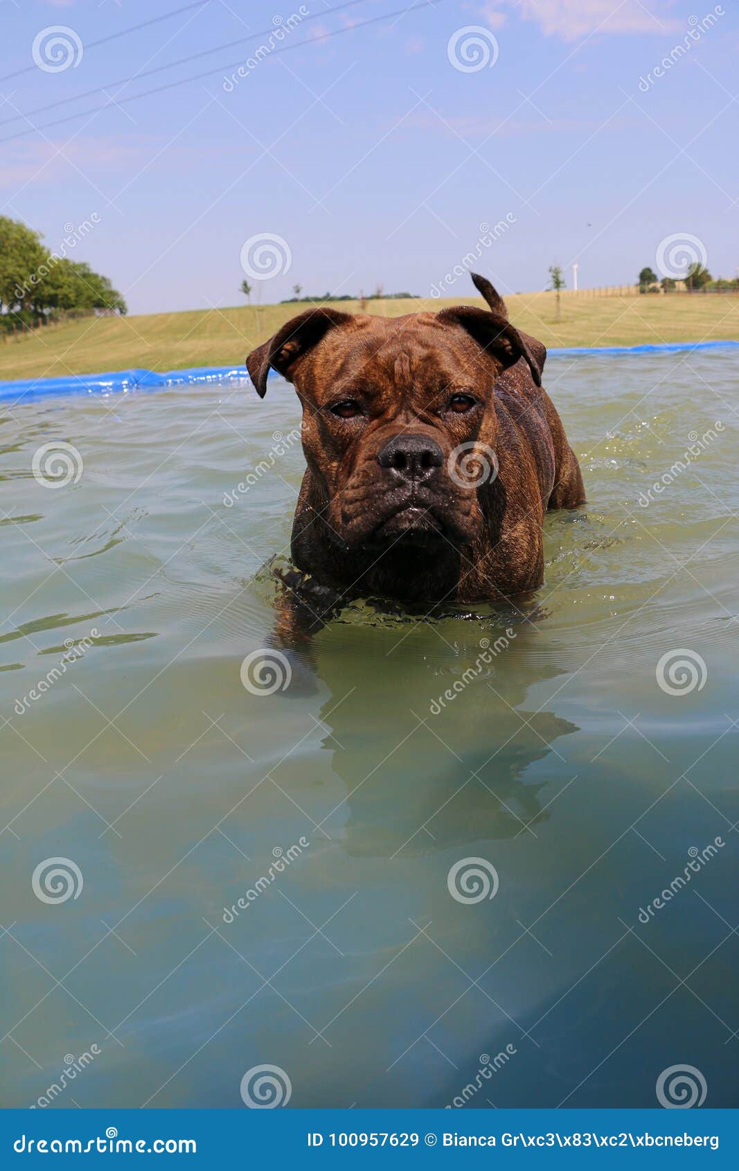 Funny English Bulldog in the Pool Stock Image - Image of people, green ...