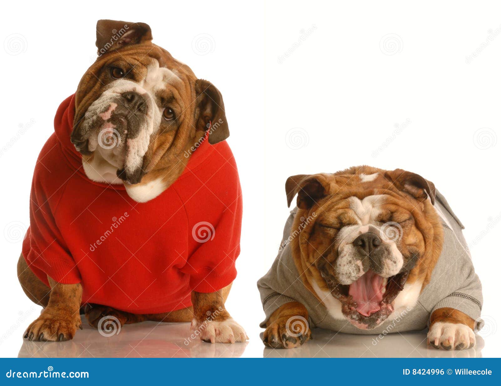 Funny english bulldogs stock photo. Image of face, laugh - 8424996