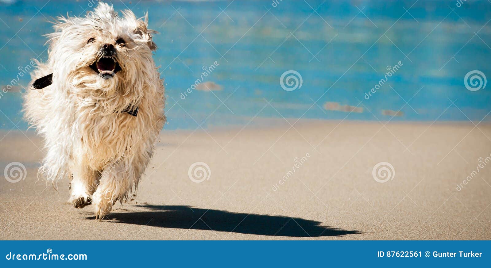 Funny epic dog stock image. Image of mixture, alive, unique - 87622561