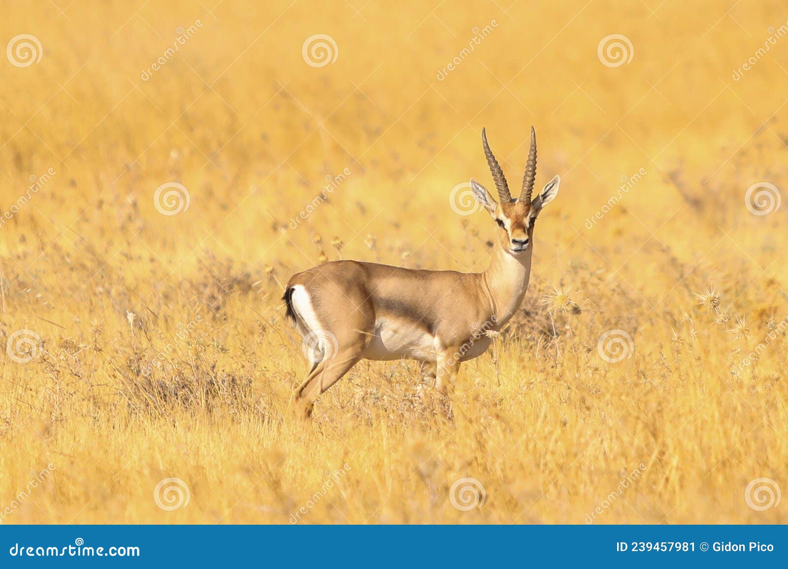 Funny Example of Gazelle in a Grass Field, Looking into Camera Stock ...