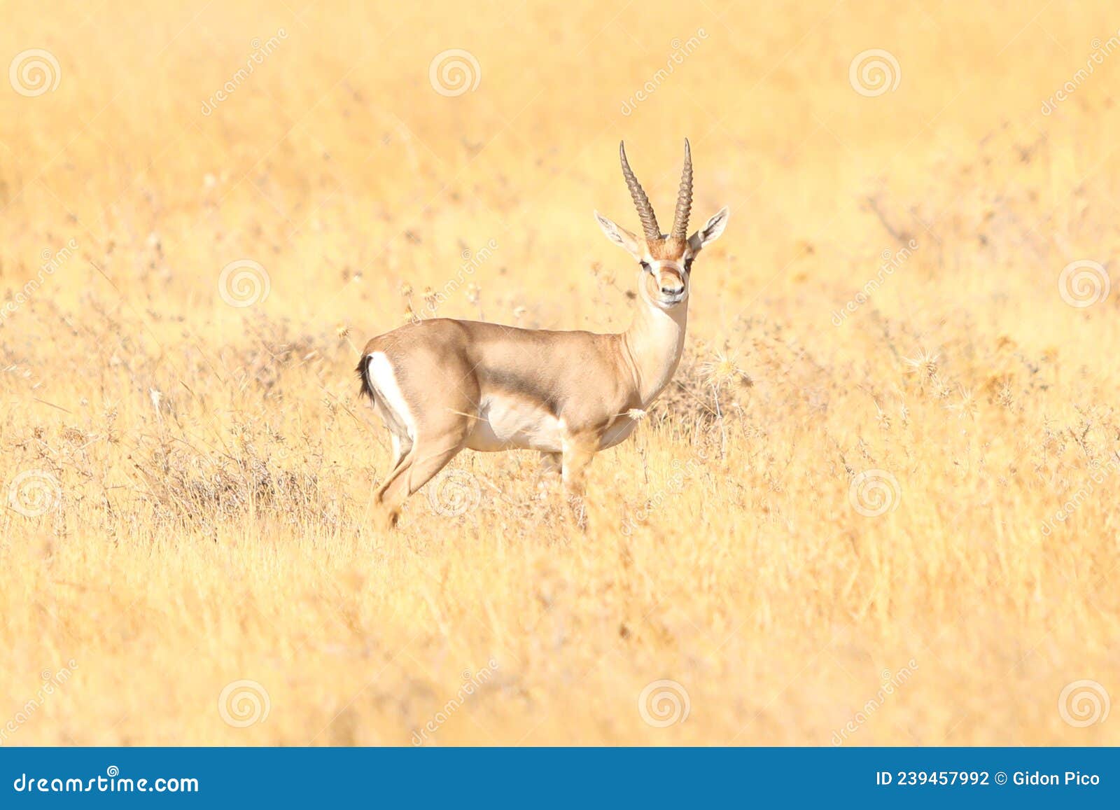 Funny Example of Gazelle in a Grass Field, Looking into Camera Stock ...