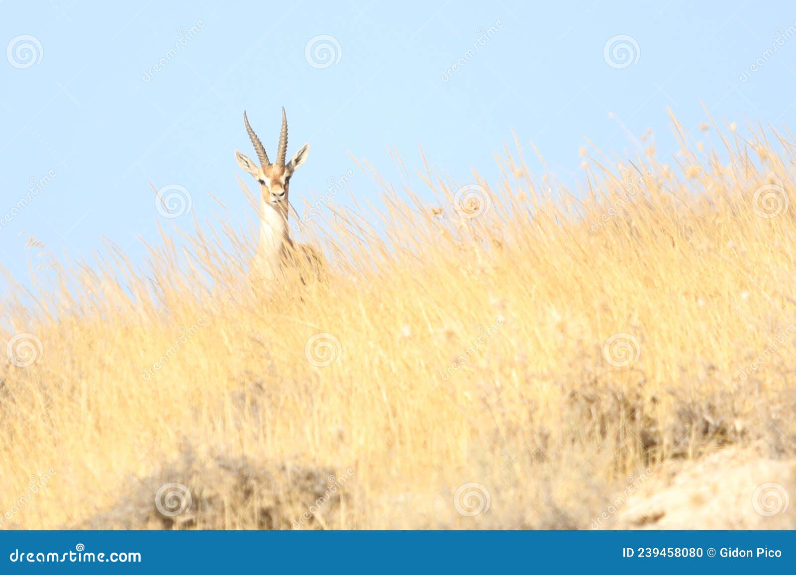 Funny Example of Gazelle in a Grass Field, Looking into Camera Stock ...