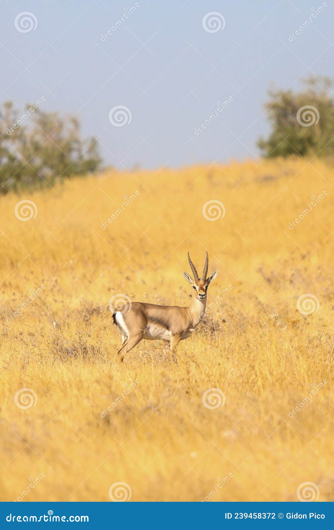Funny Example of Gazelle in a Grass Field, Looking into Camera Stock ...