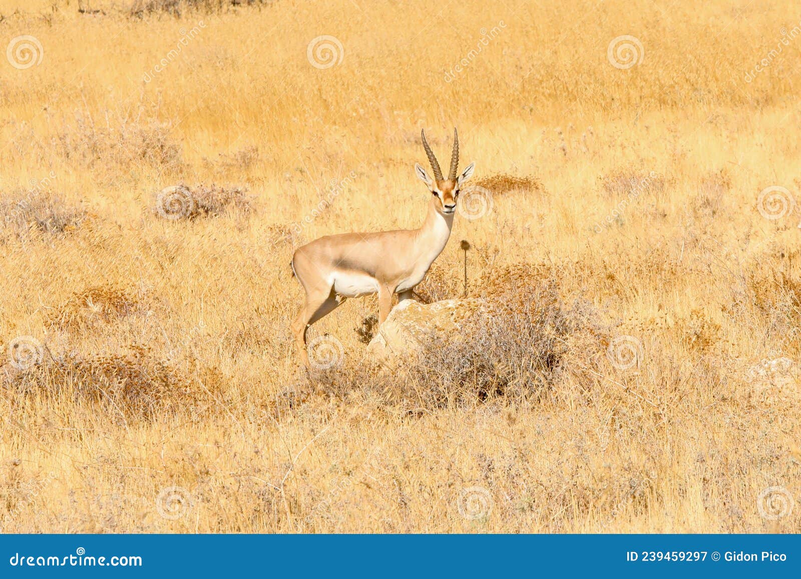 Funny Example of Gazelle in a Grass Field, Looking into Camera Stock ...