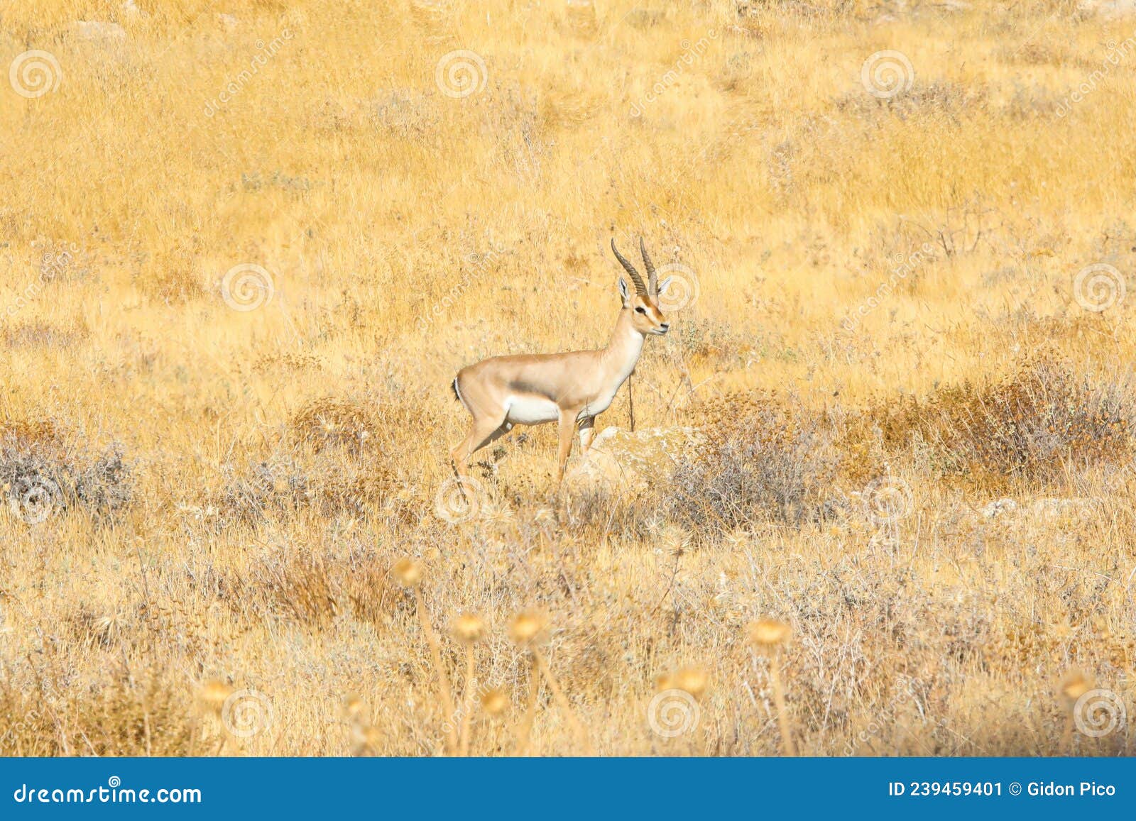 Funny Example of Gazelle in a Grass Field, Looking into Camera Stock ...
