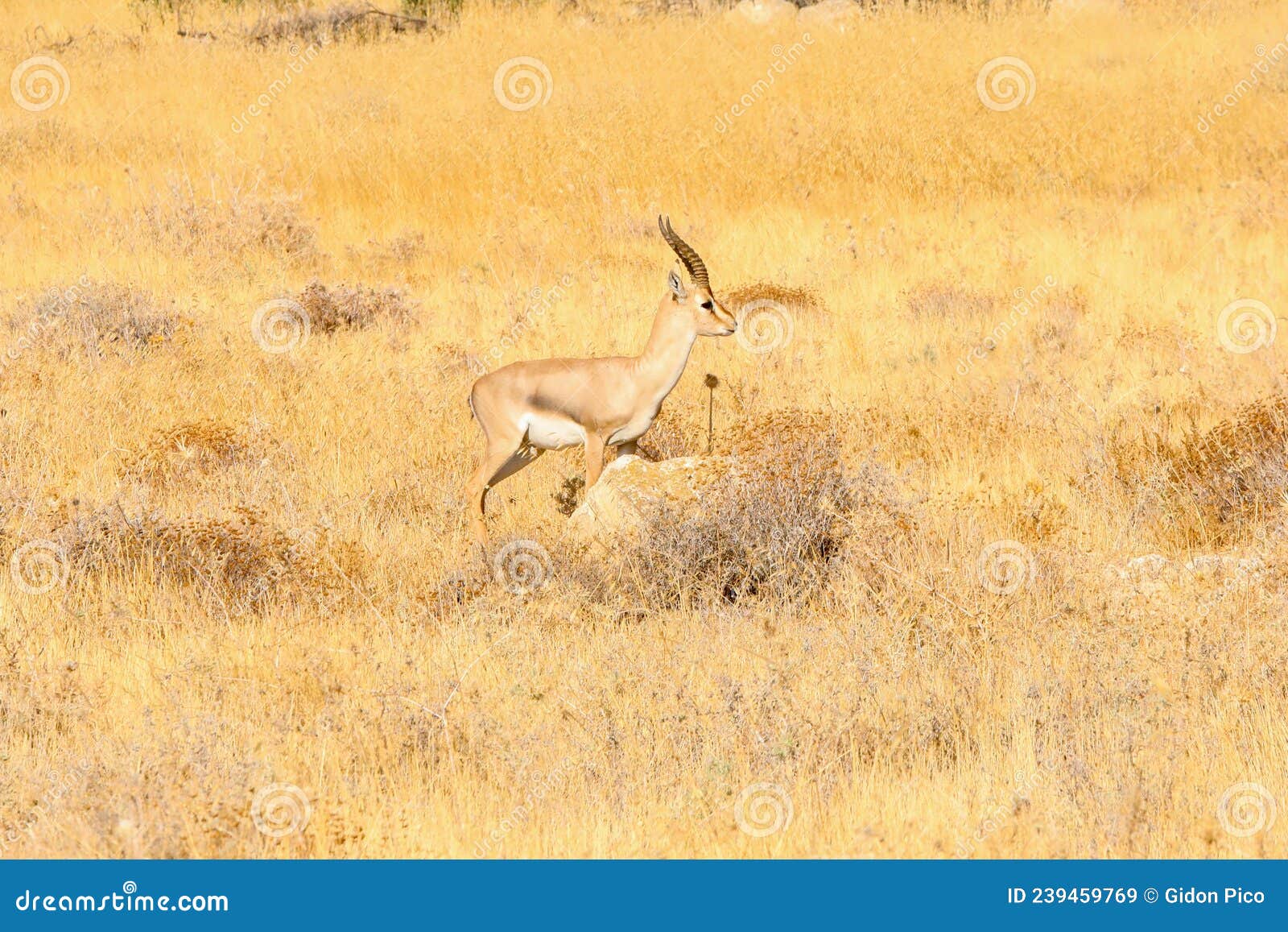 Funny Example of Gazelle in a Grass Field, Looking into Camera Stock ...