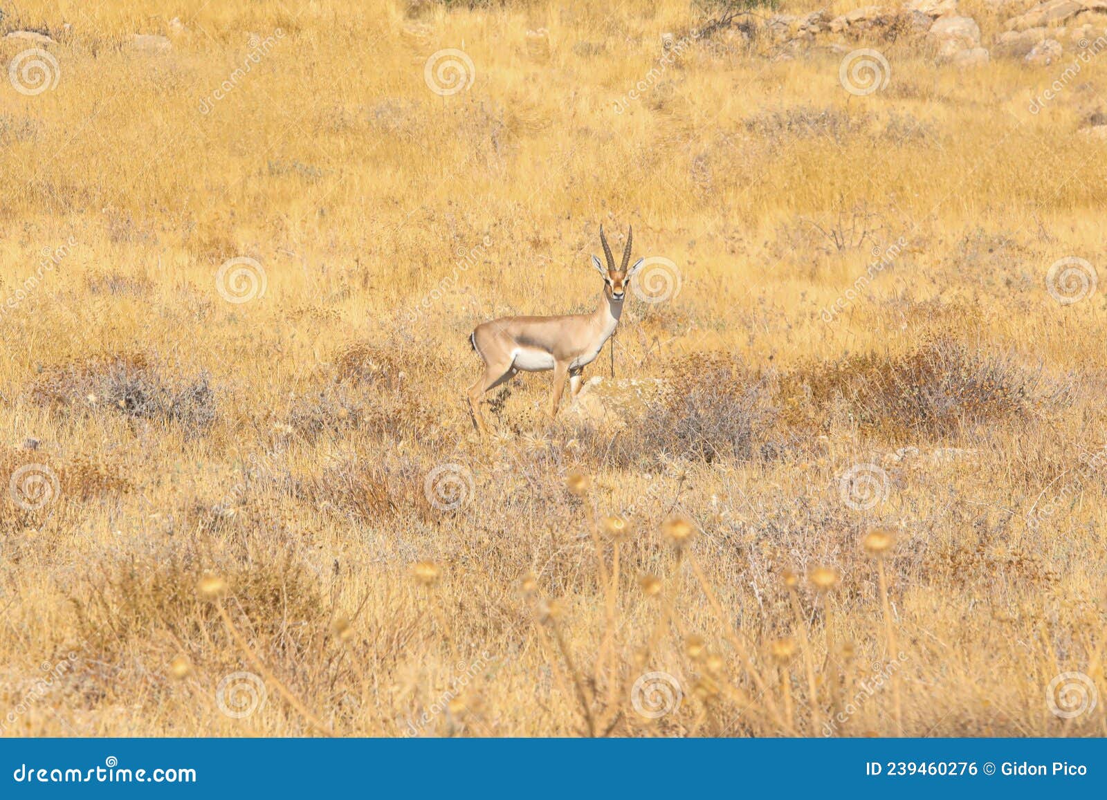 Funny Example of Gazelle in a Grass Field, Looking into Camera Stock ...