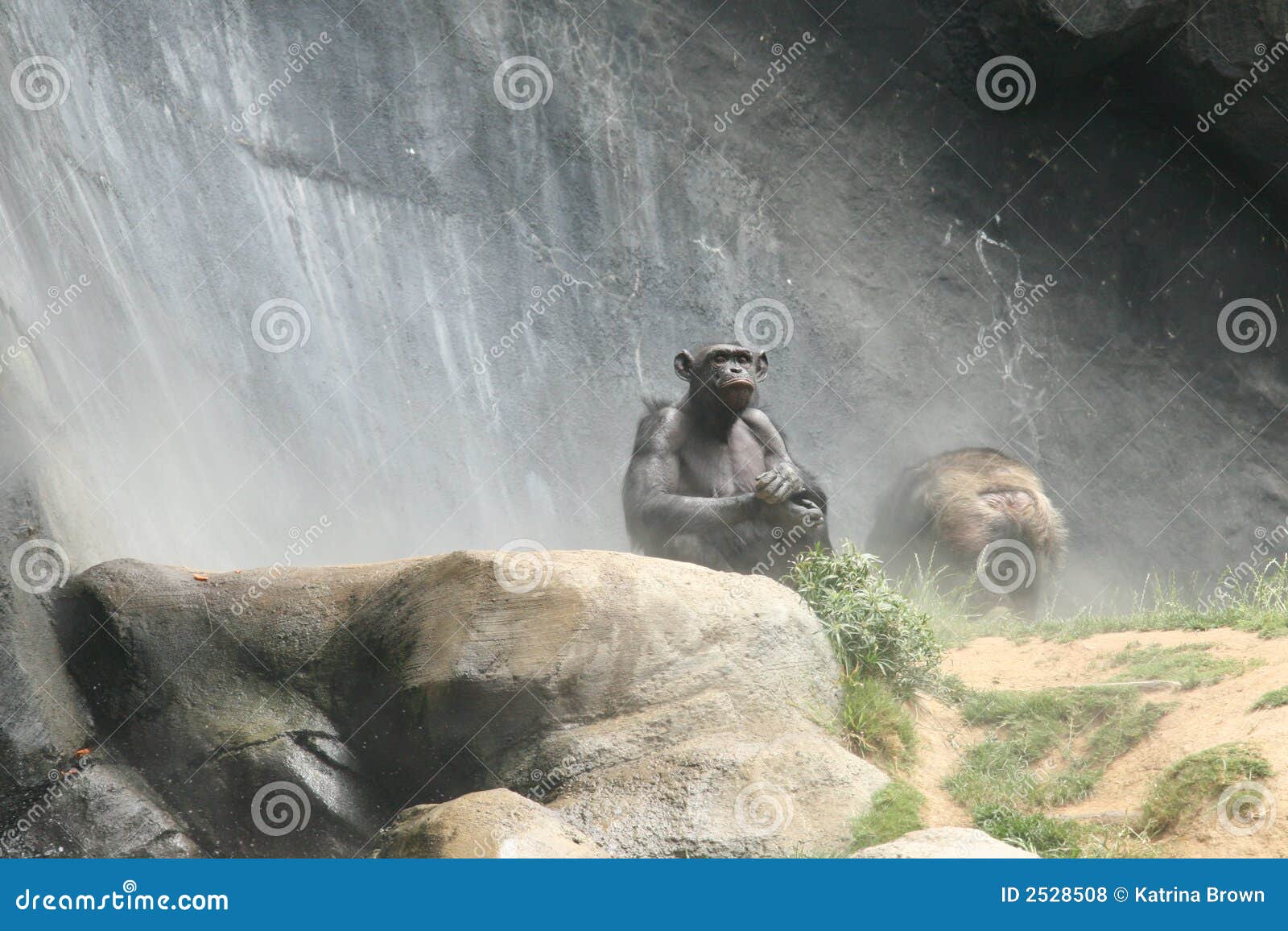 Funny Expressive Chimp Picture. Image: 2528508