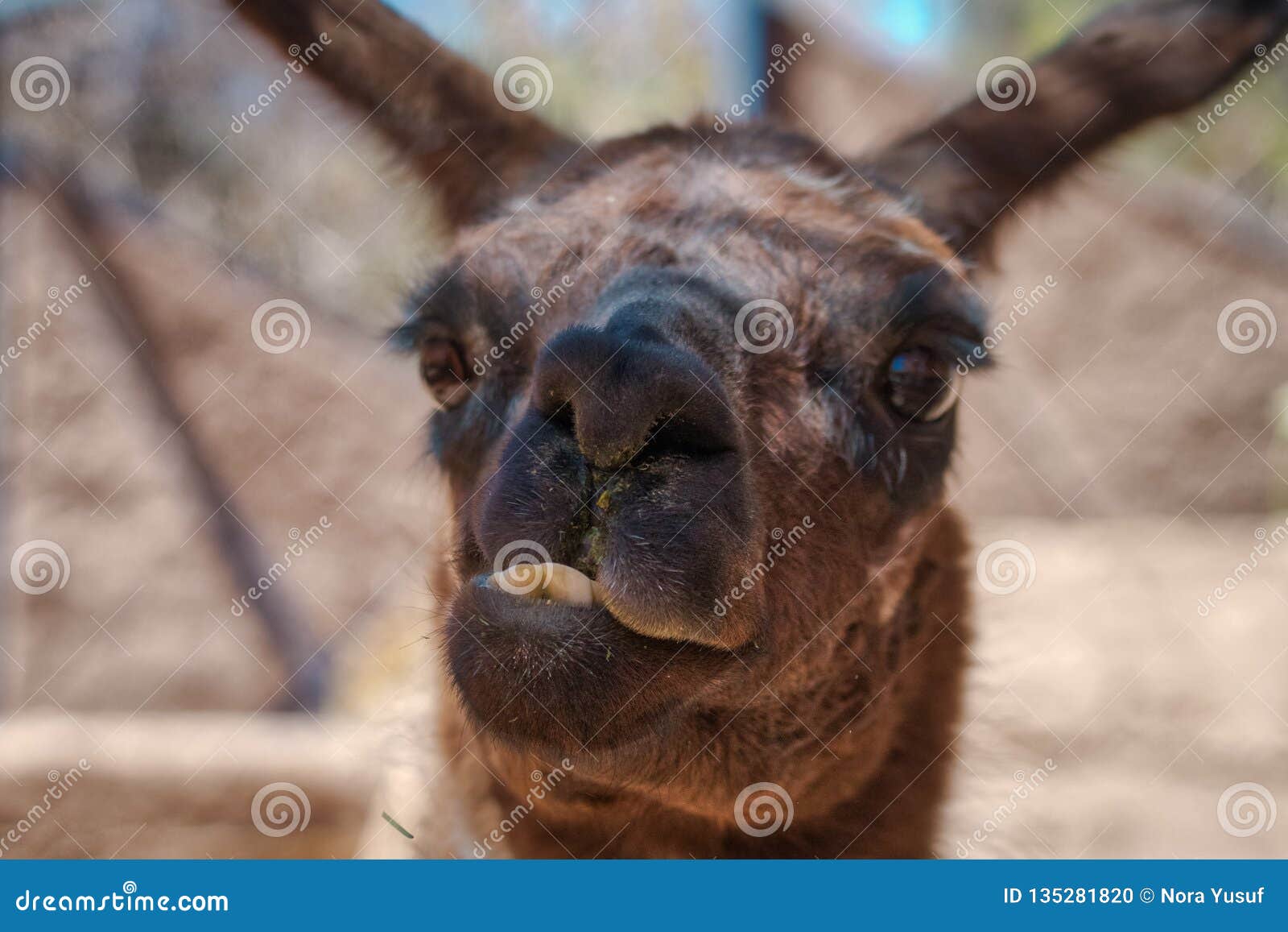 Funny Face of Brown Llama in Close-up Stock Photo - Image of camelid ...