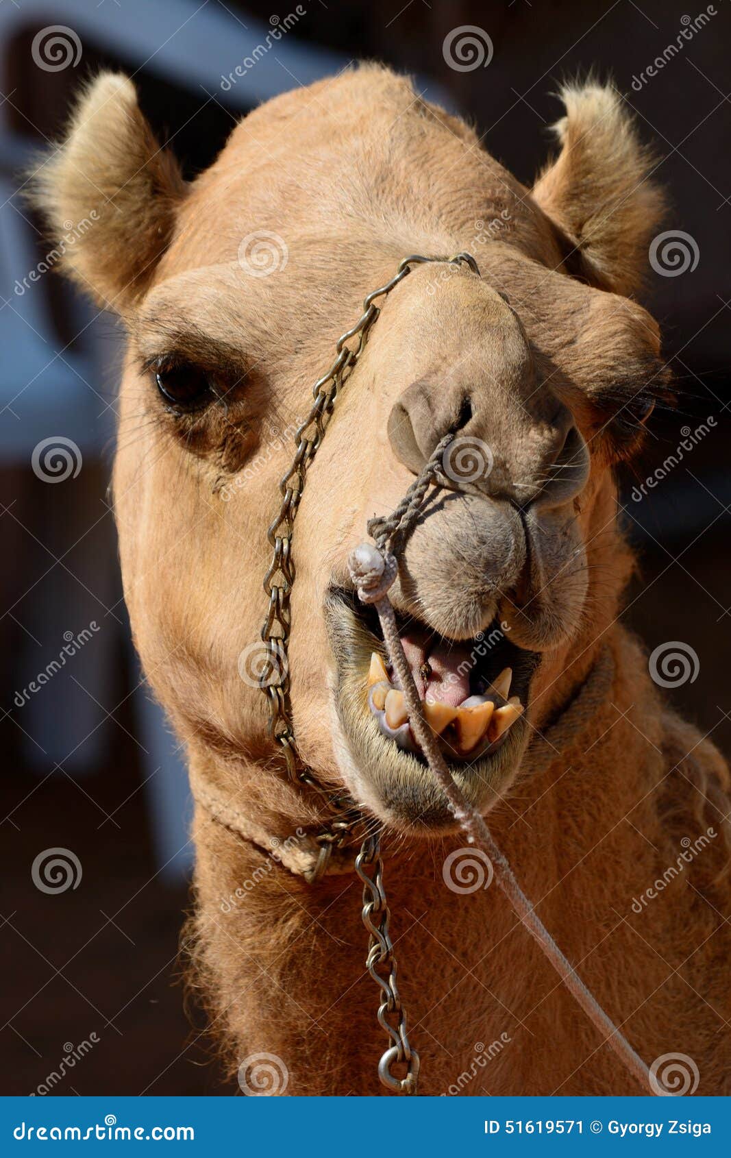 Funny Face Camel Head Front Dark Background Stock Photos - Free ...
