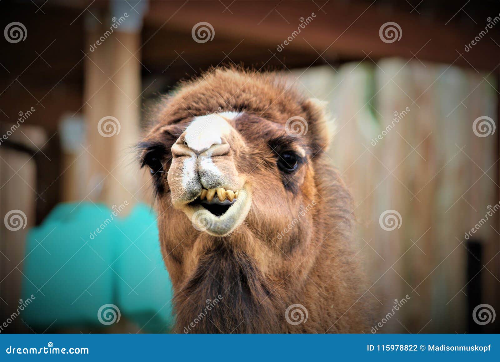 Funny Face Camel stock photo. Image of camel, goofy - 115978822