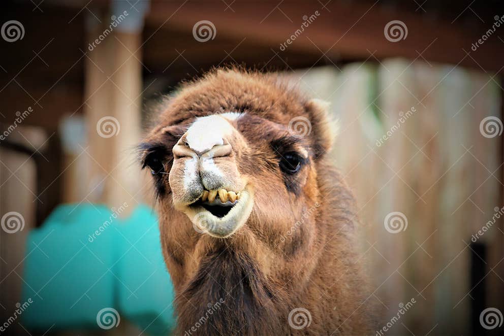 Funny Face Camel stock photo. Image of camel, goofy - 115978822