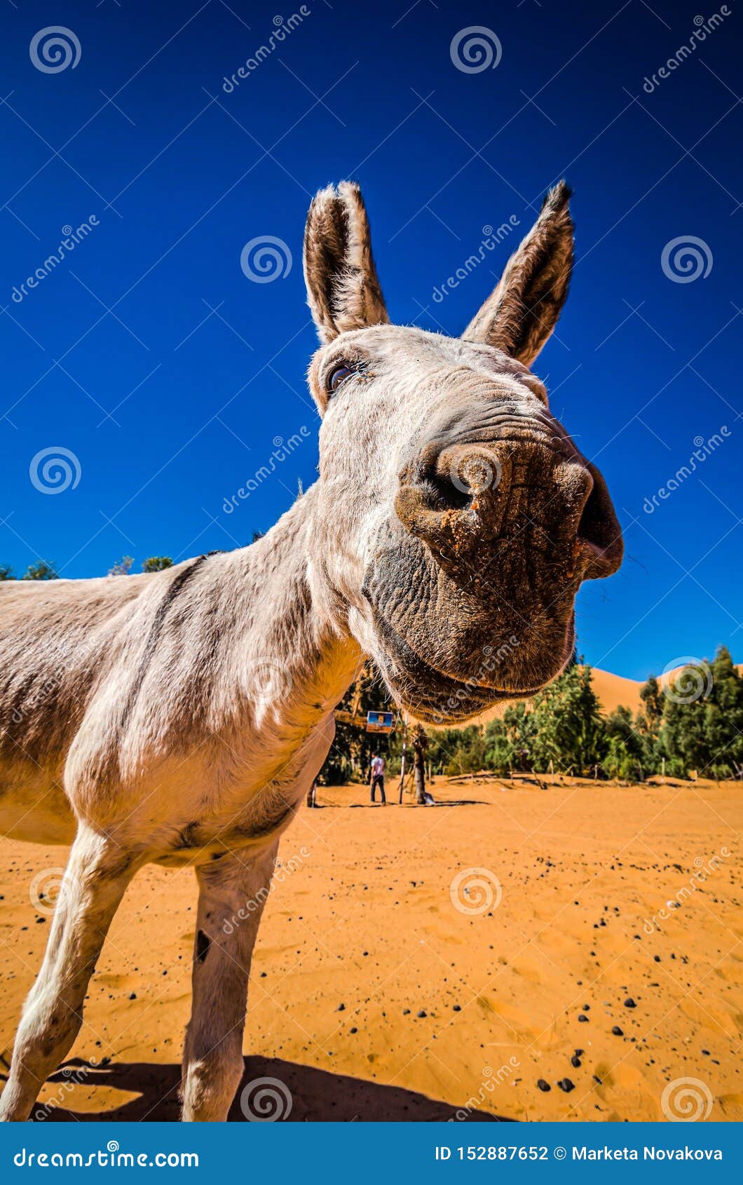 Face Donkey Royalty-Free Stock Photo | CartoonDealer.com #57714789