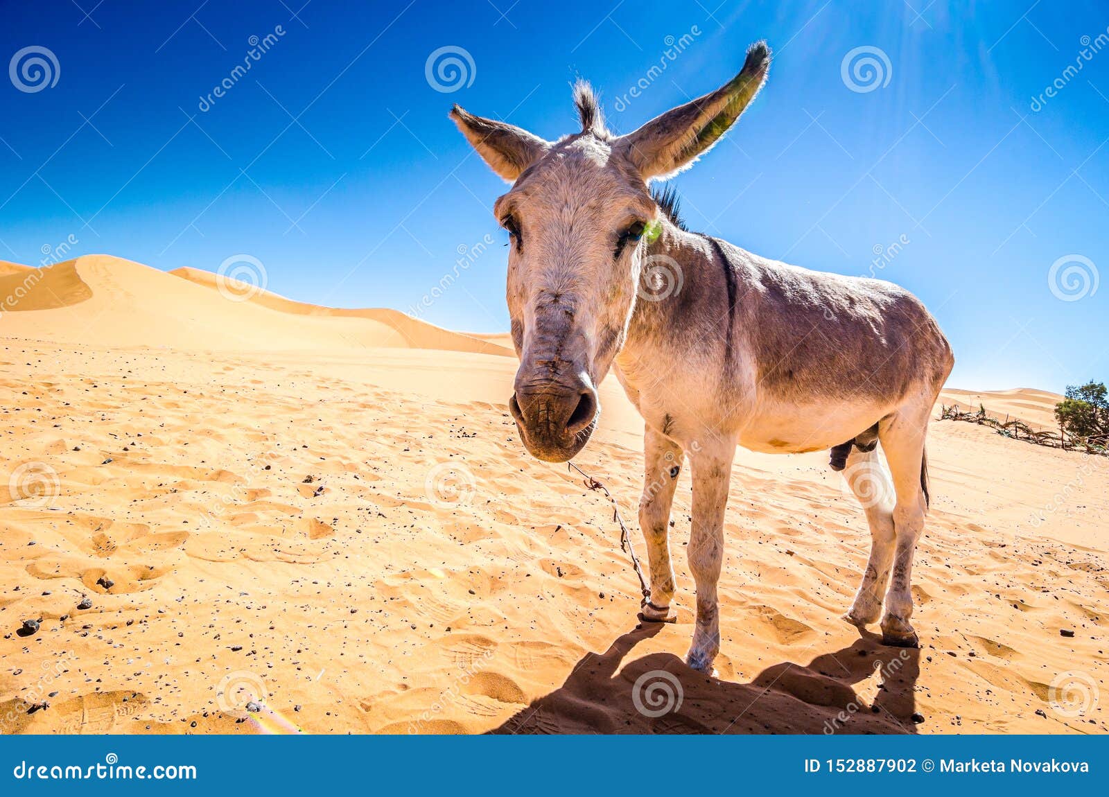 Funny Face Donkey Stock Photos - Download 1,679 Royalty Free Photos