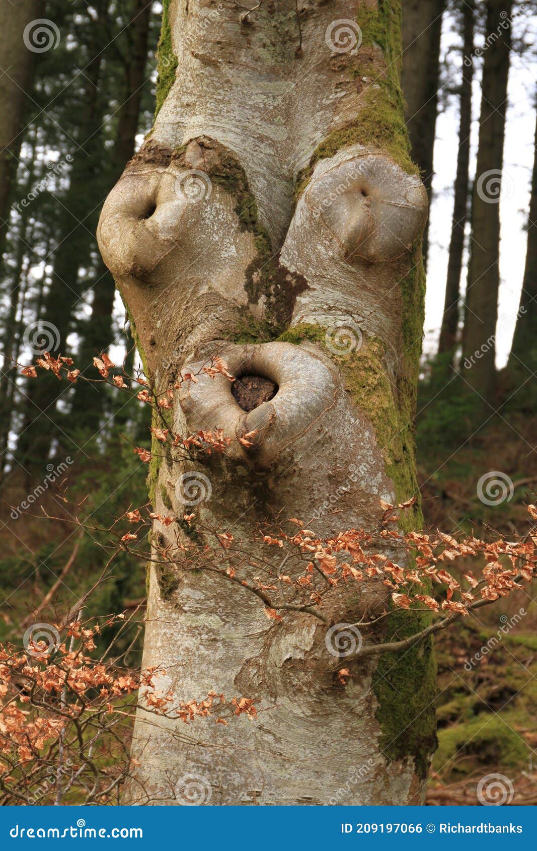 A Funny Face Formed from the Removal of the Lower Branches of a Tree ...