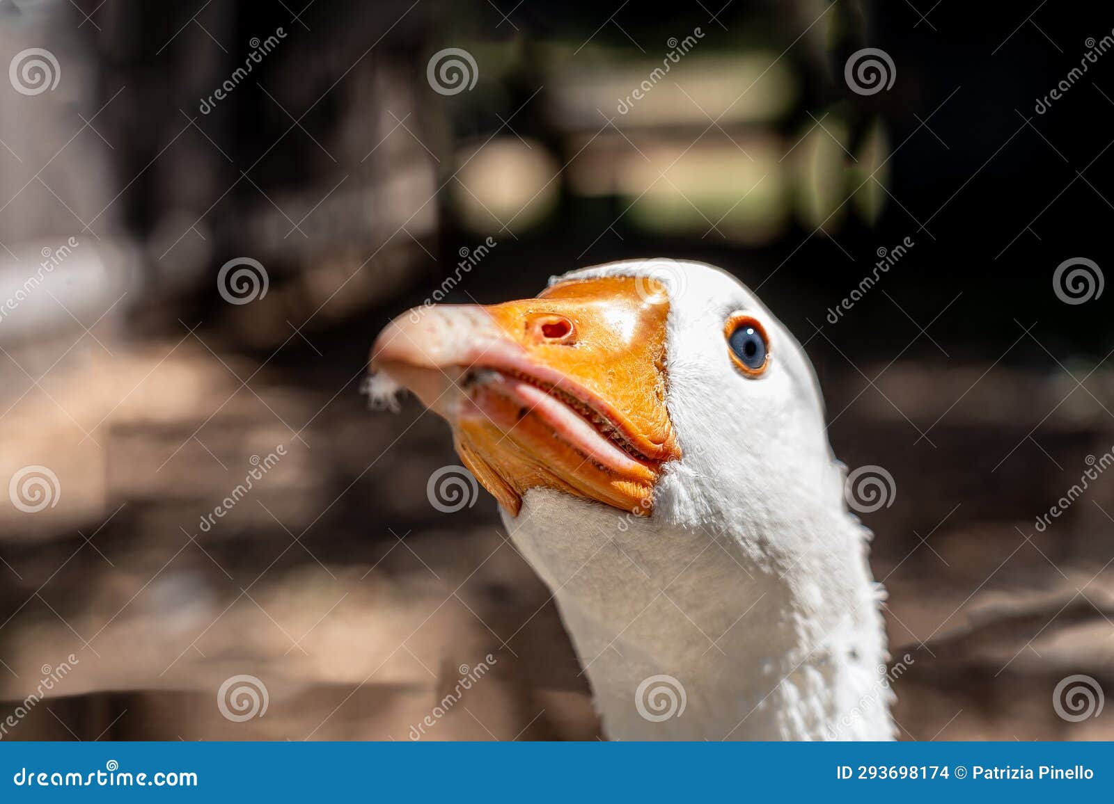 Funny Face of a Goose Looking at the Camera Stock Photo - Image of ...