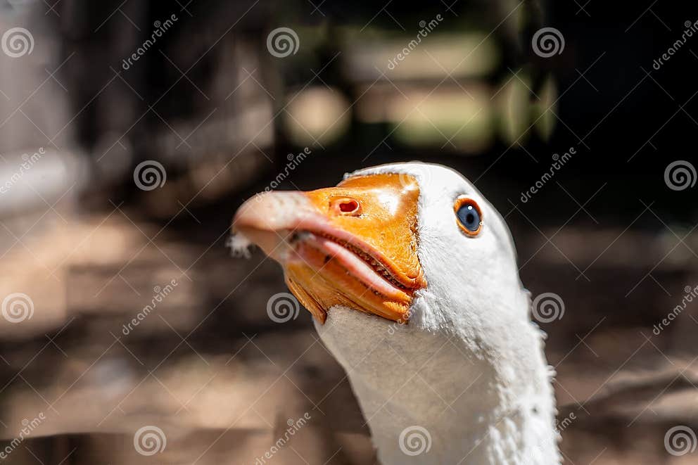 Funny Face of a Goose Looking at the Camera Stock Photo - Image of ...