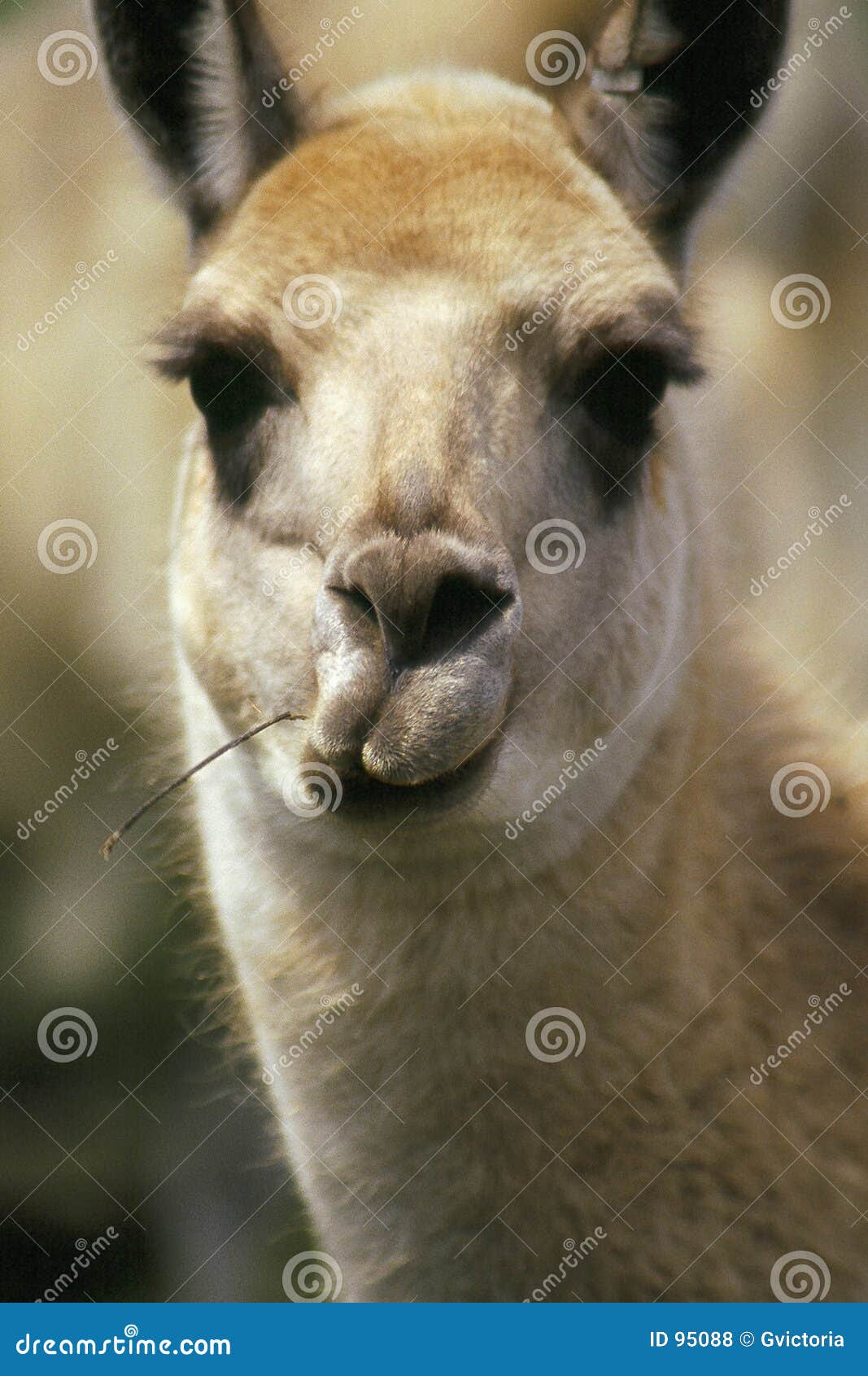 Llama Face People