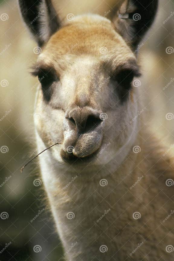 Funny face llama stock photo. Image of furry, twist, llama - 95088