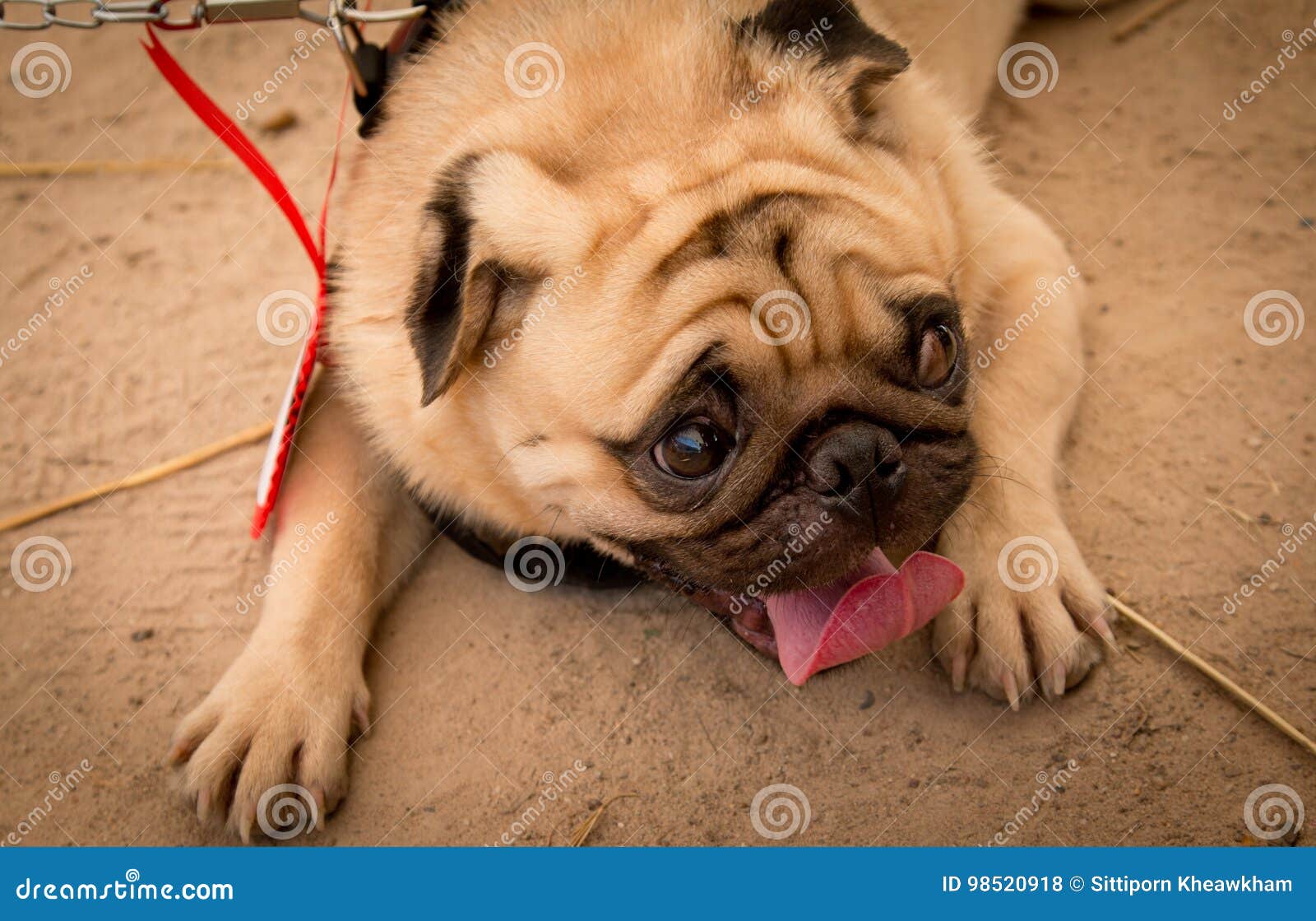 Funny face of pug dog stock photo. Image of pugs, mammal - 98520918