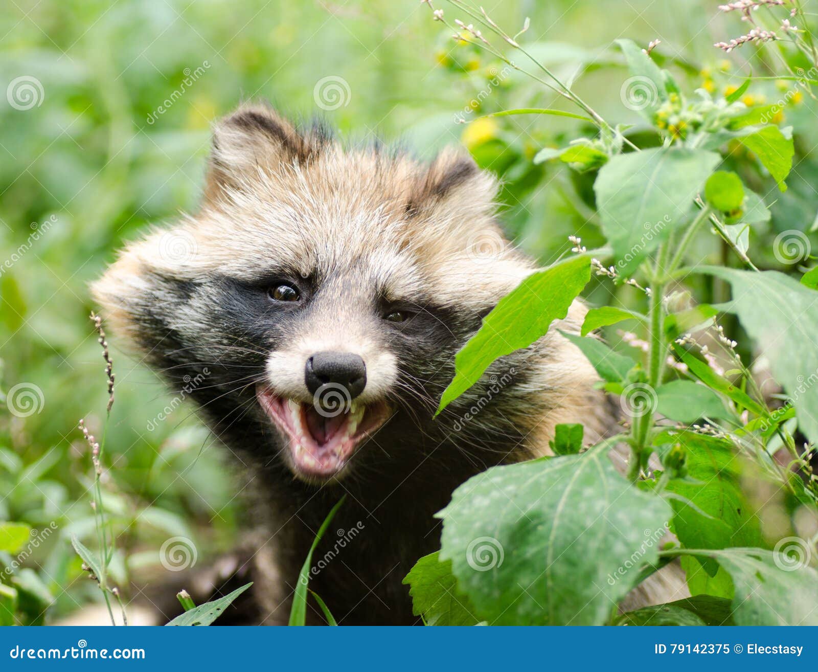 Funny Face of Smiling Raccoon Dog Stock Image - Image of beast ...