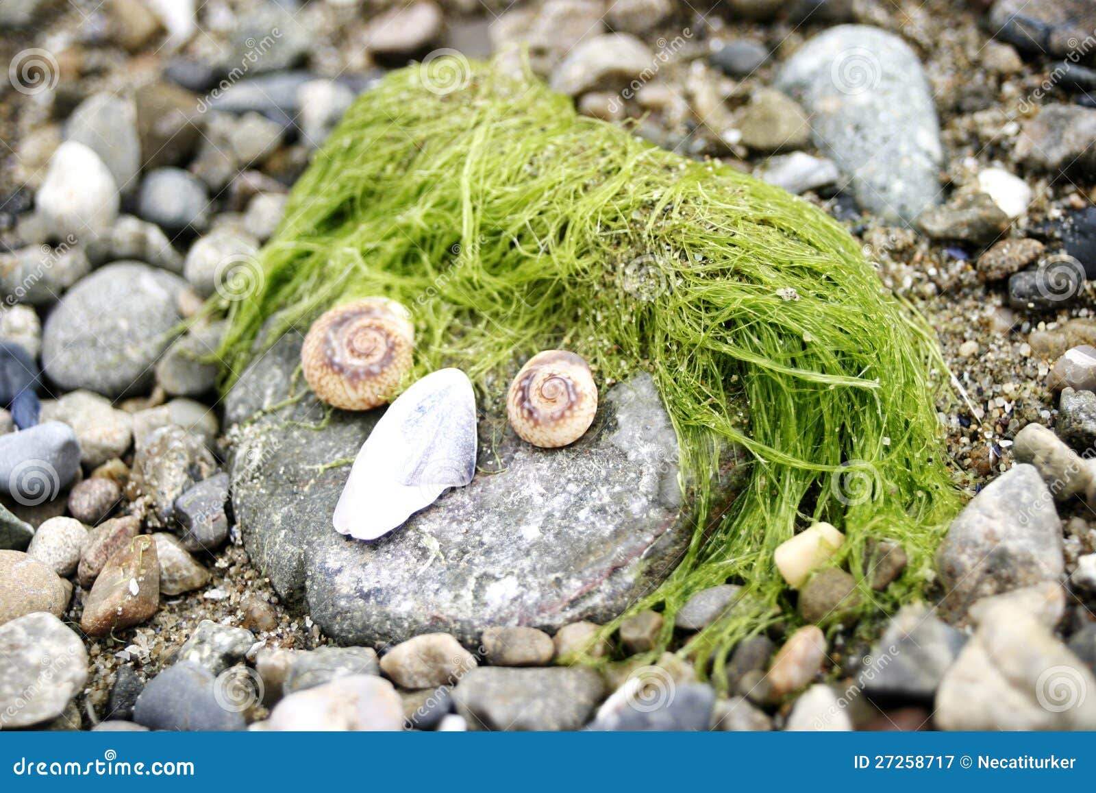 Funny Face with Stone, Alga and Seashells Stock Image - Image of fresh ...