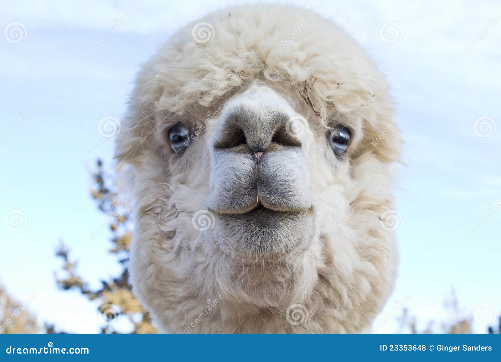 White Alpaca Face