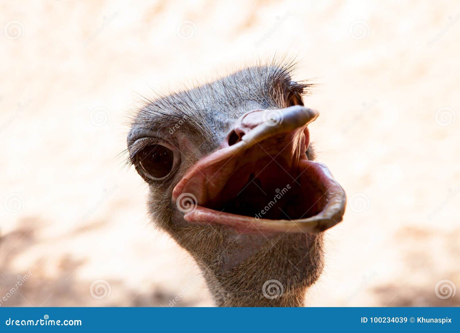 Funny Face of Wide Mouth Ostrich Stock Image - Image of detail ...